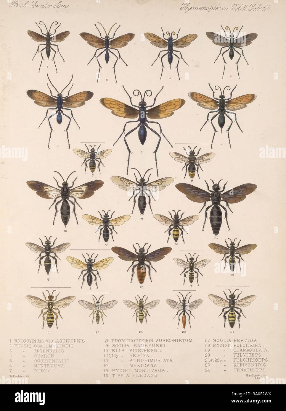 Biologia Centrali-Americana London, 1879-1915 Archaeology Botany ...