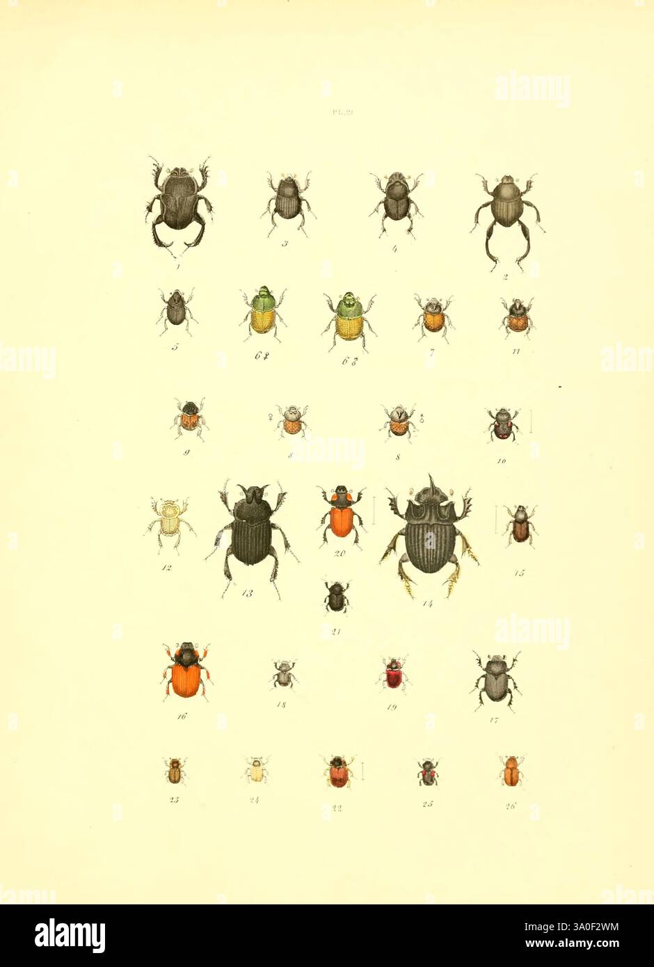 Aphodius sordidus hi-res stock photography and images - Alamy