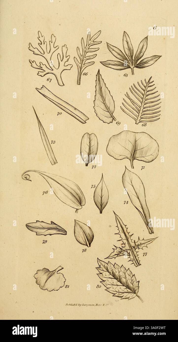 Diversity of leaf morphology highlights hi-res stock photography and ...