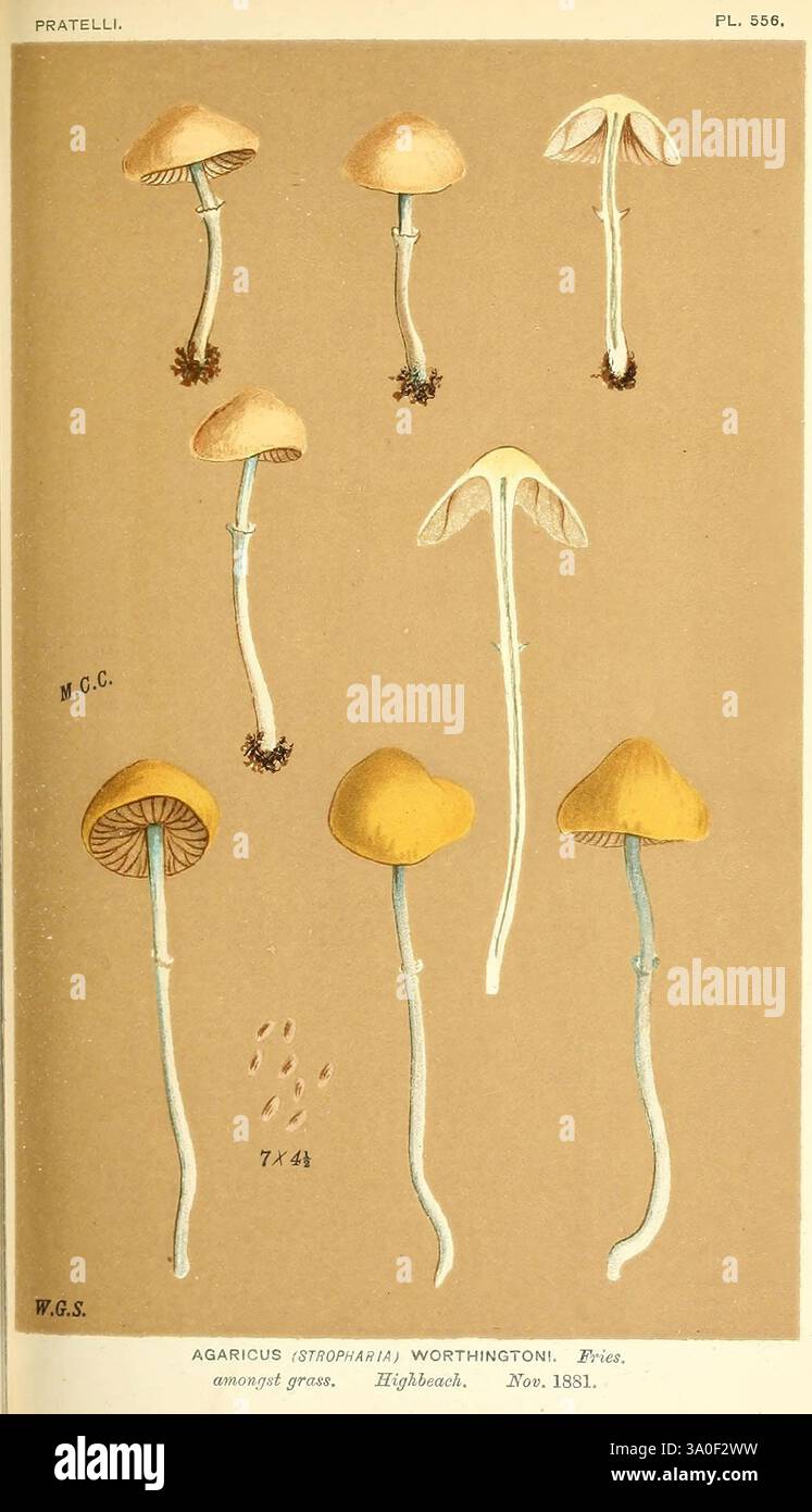 Illustrations of British Fungi (Hymenomycetes), to serve as an atlas to ...