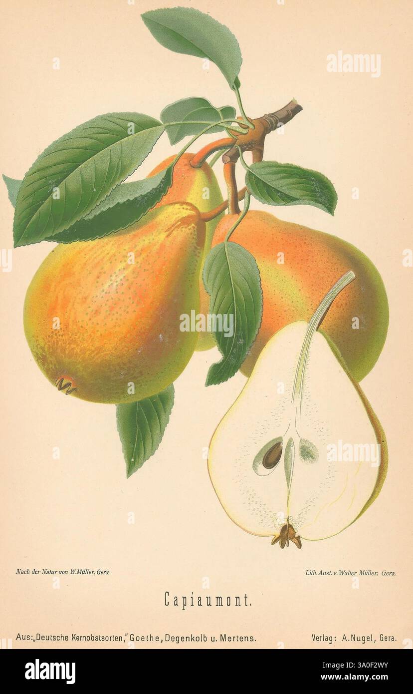 Aepfel, und, Birnen, Berlin, Paul Parey, 1894, apples, germany, pears ...