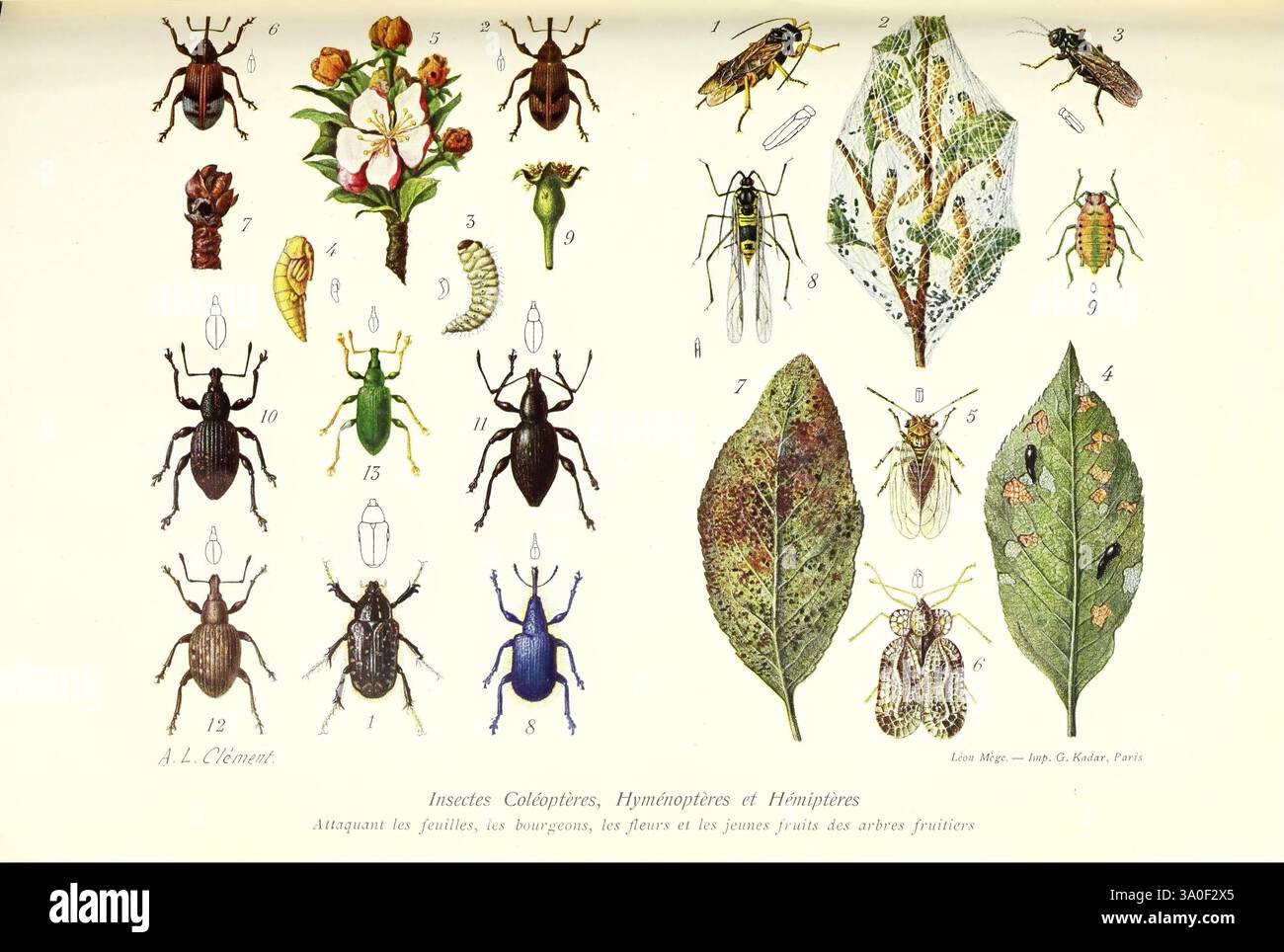 Revue horticole, Paris, Librairie agricole de la maison rustique, 1829 ...