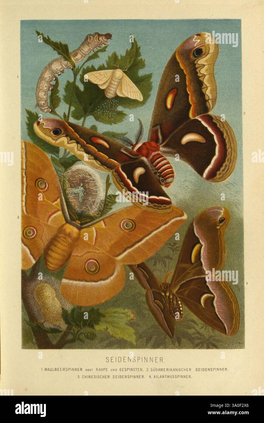 Fascinating collection of various moths hi-res stock photography and ...
