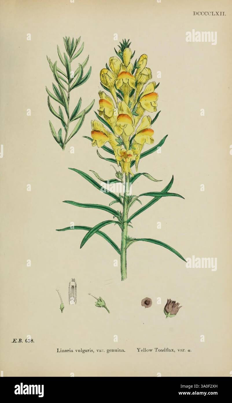 English Botany Coloured Figures British Plants London R. Hardwicke 1863 ...