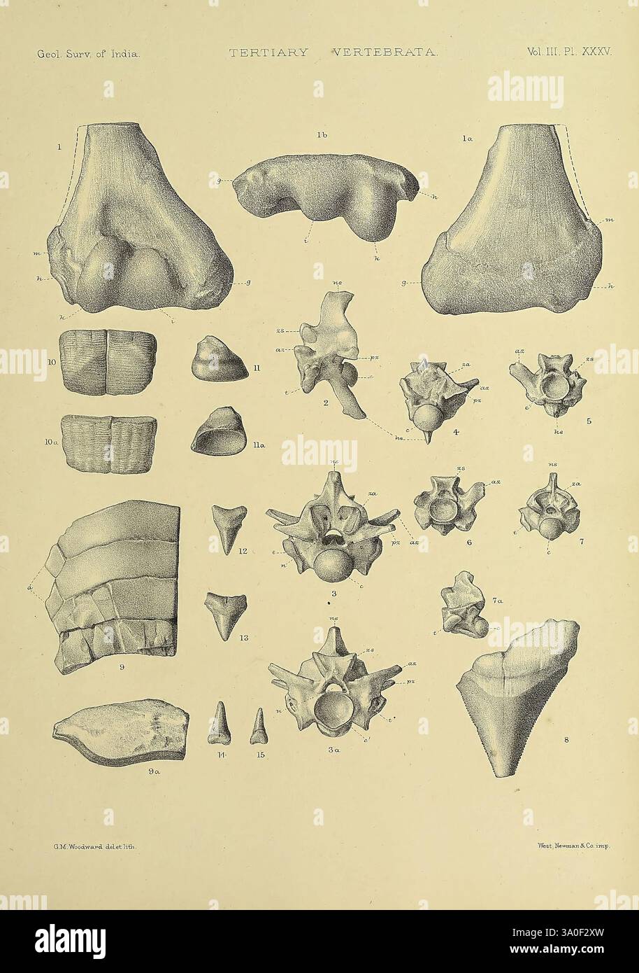 Numbered figure showcases different skeletal elements hi-res stock ...