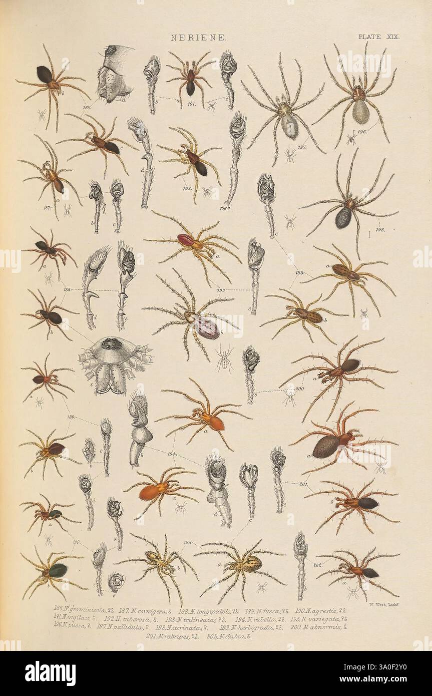 A history of the spiders of Great Britain and Ireland, London ...