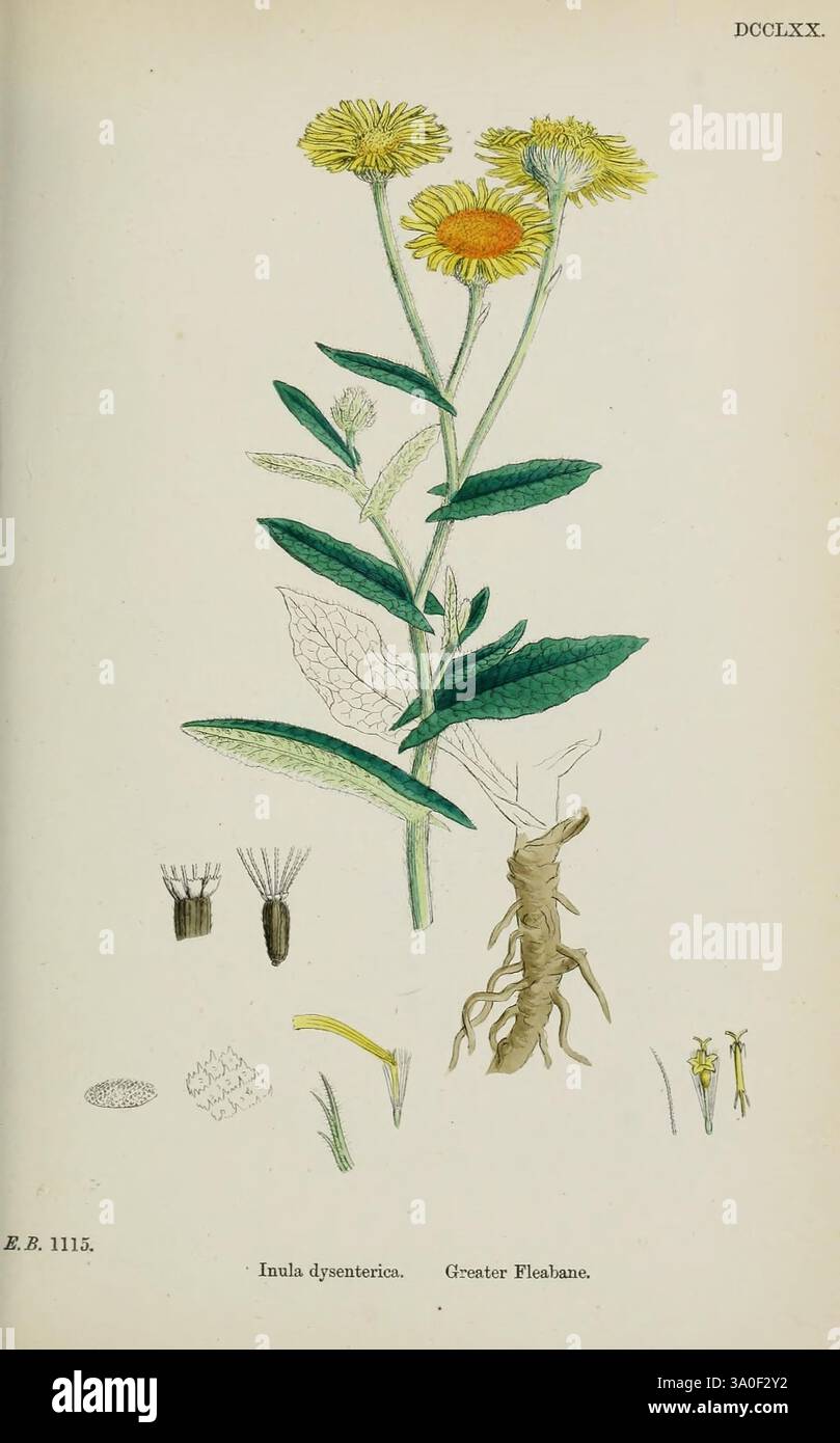 English, botany, or Coloured, figures, of, British, plants, London, R ...