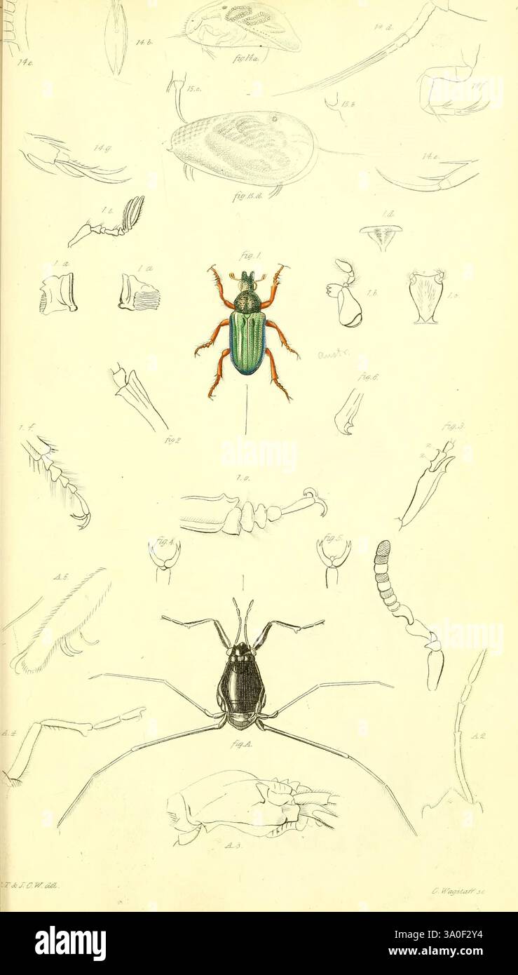 Transactions of the Entomological Society of London, London, The ...