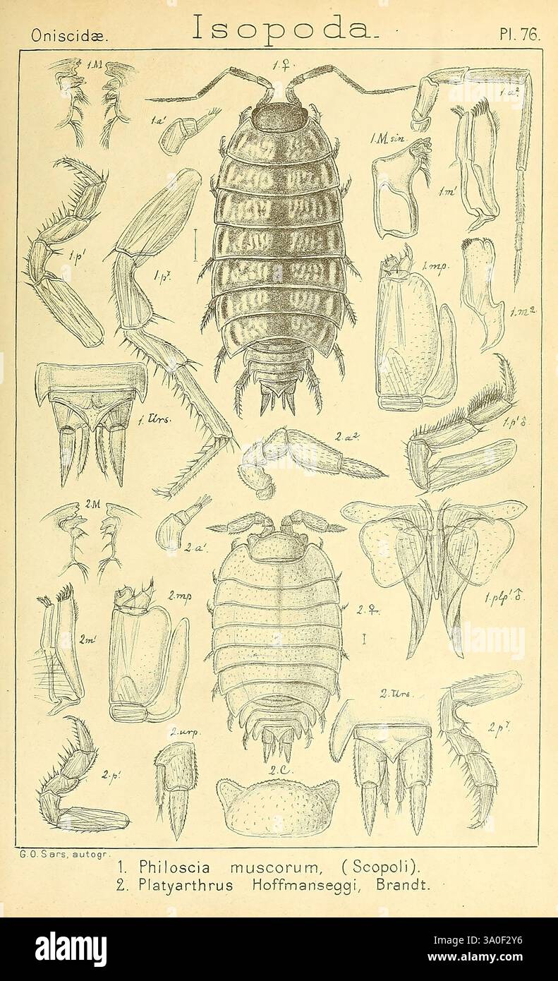 Morphology of two specific isopod species hi-res stock photography and ...