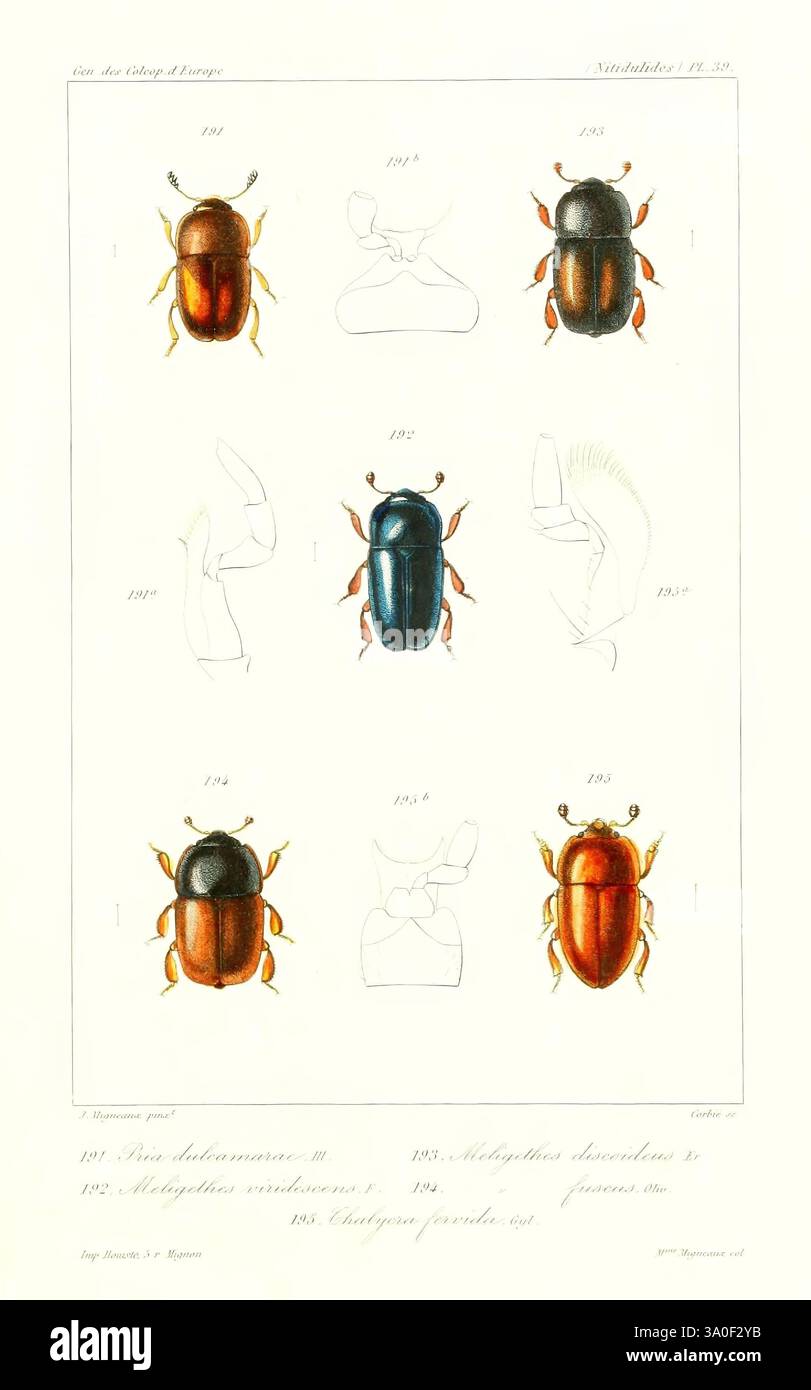 Exemplifying entomological artistry hi-res stock photography and images ...