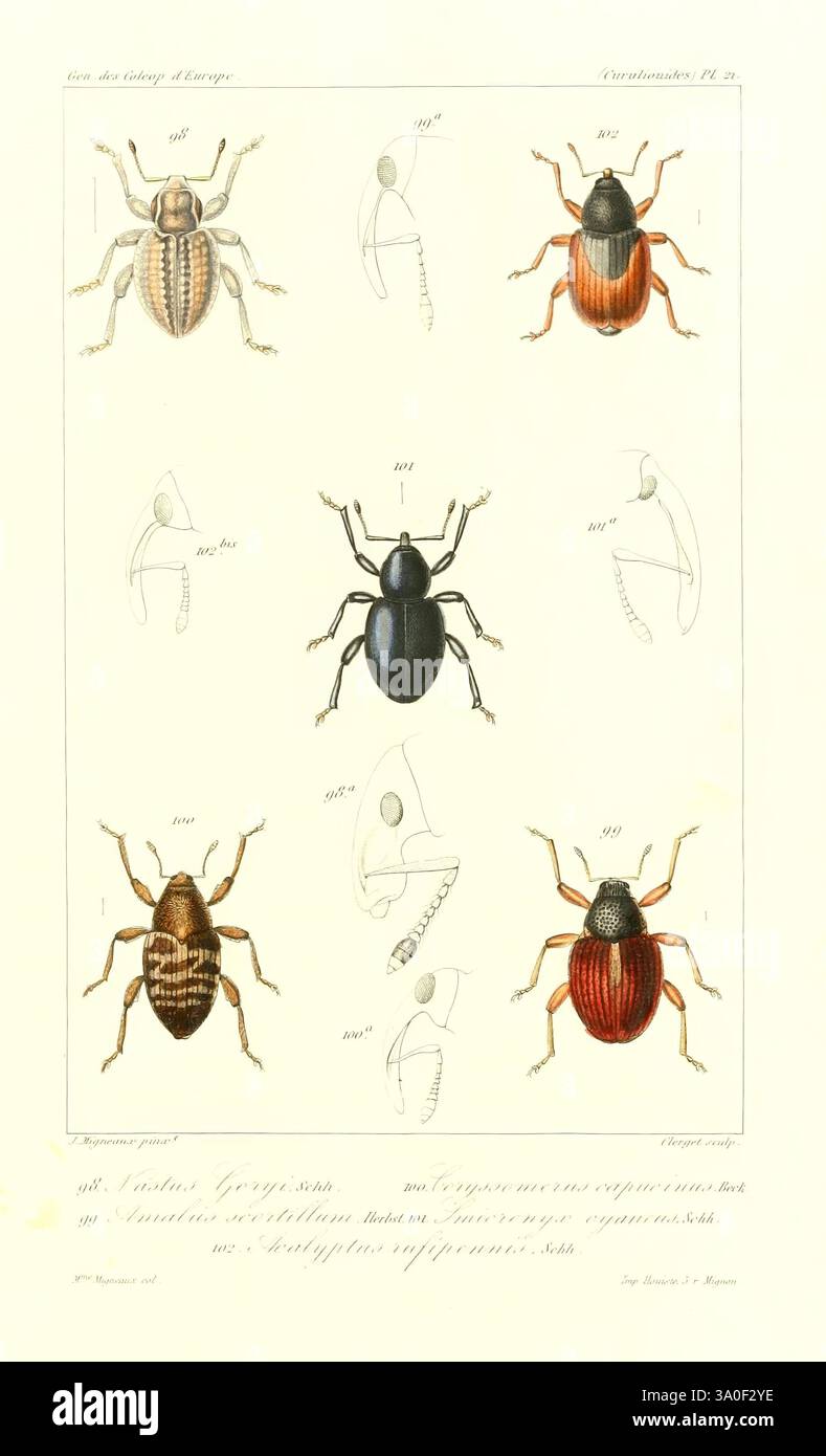 Genera, des, coléoptères, d'Europe, Paris, Chez A. Deyrolle, 1857-1868 ...
