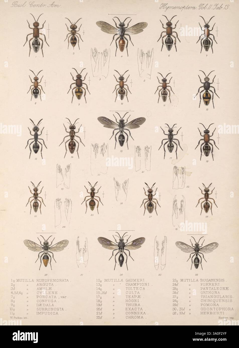 Multiple individual insects hi-res stock photography and images - Alamy