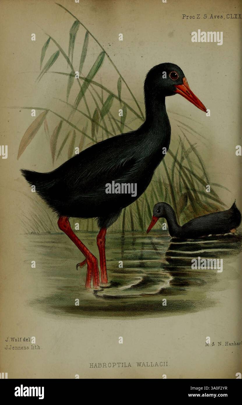 Detailed illustration features two species of birds hi-res stock ...