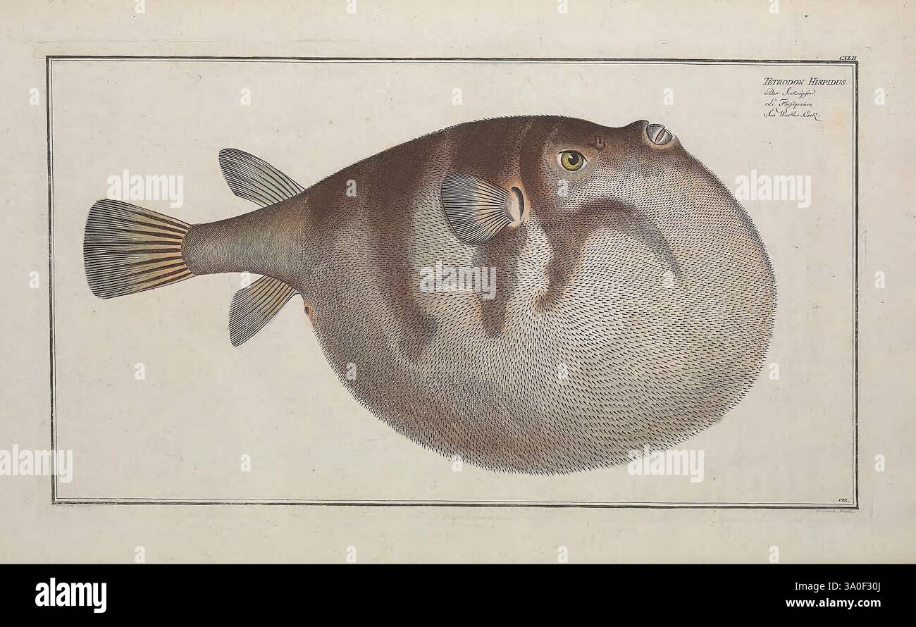 Distinctive plump body hi-res stock photography and images - Alamy