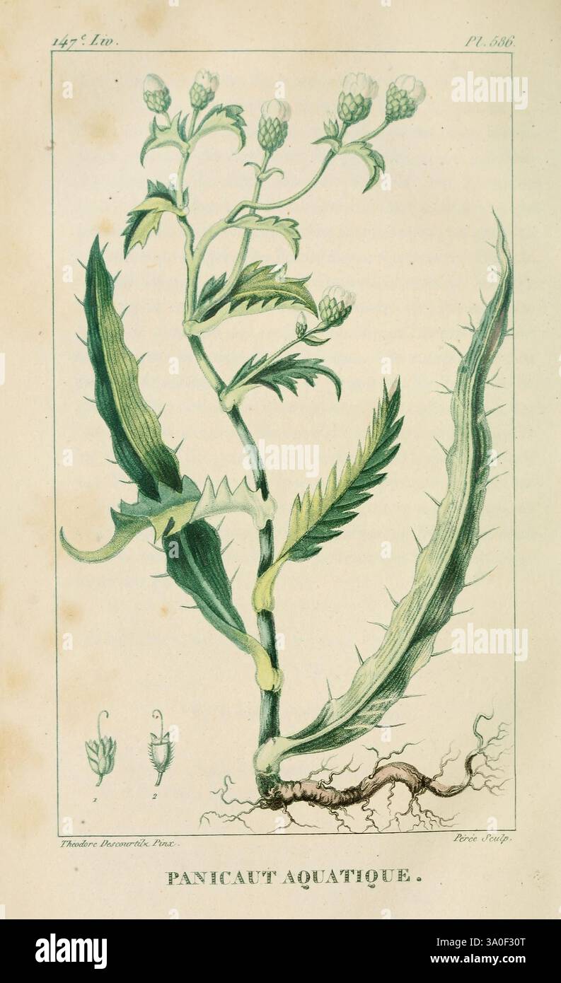 Flore pittoresque et médicale des Antilles, Paris, Pichard, 1821-1829 ...