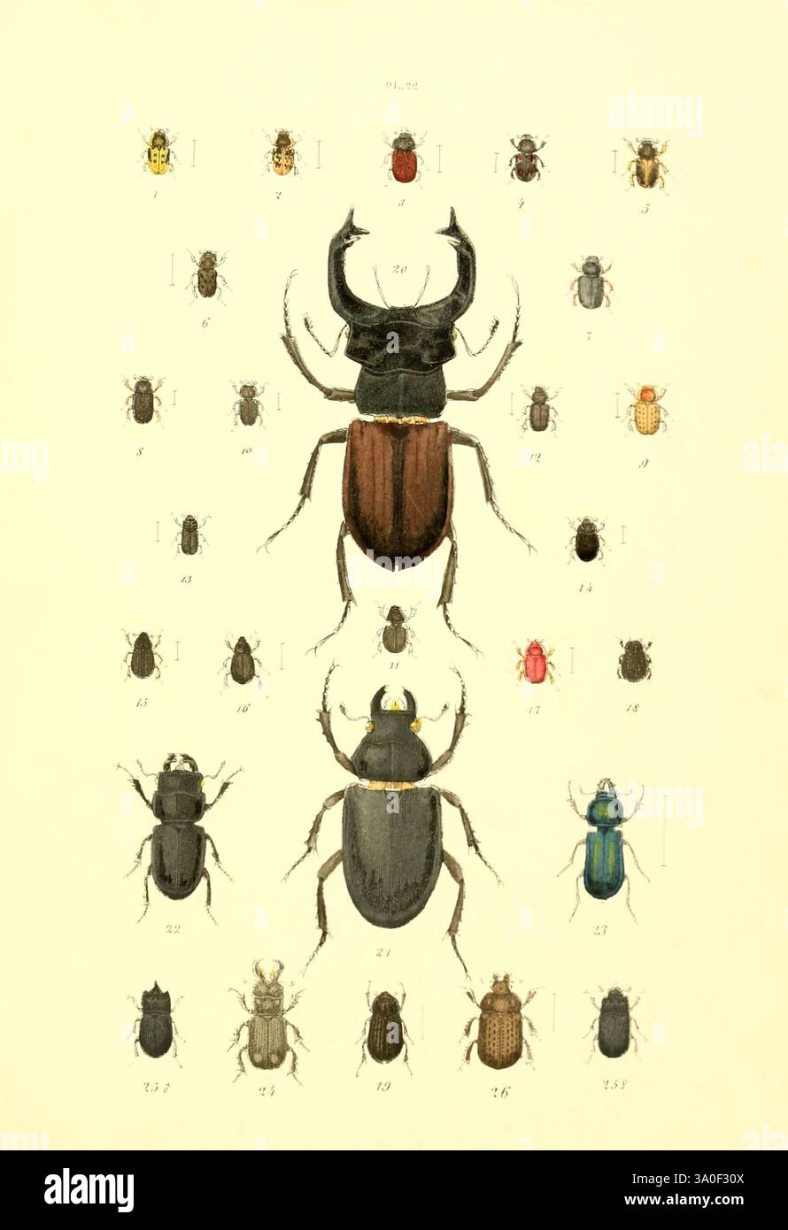 Musée entomologique illustré t.1 Paris, Rothschild, 1876-1878, beetles ...
