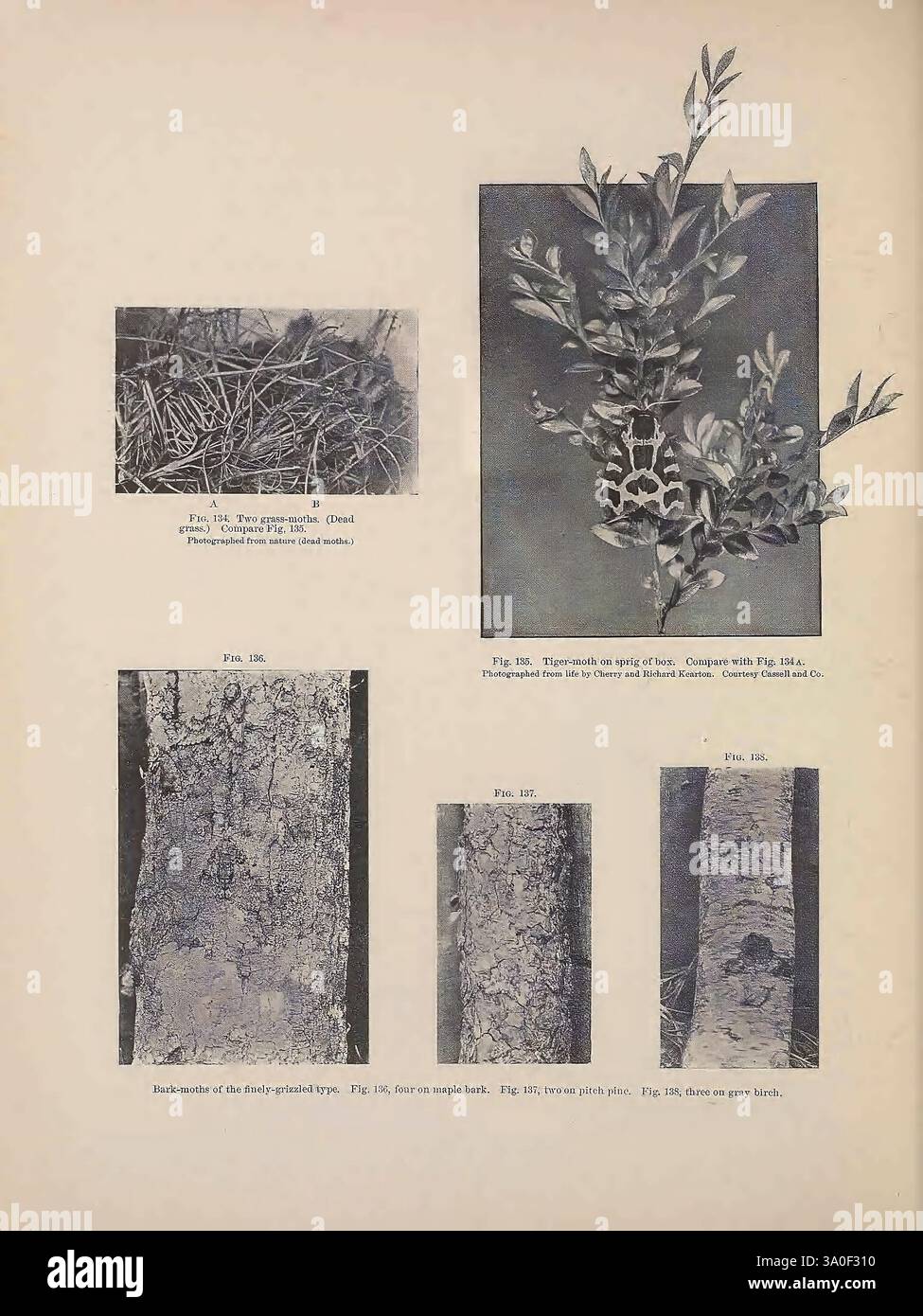 Two types of tree bark hi-res stock photography and images - Alamy