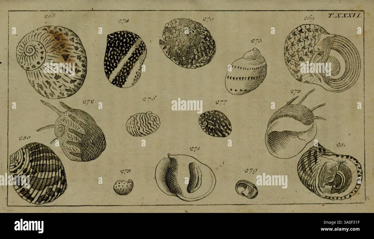 Possess intricate markings hi-res stock photography and images - Alamy