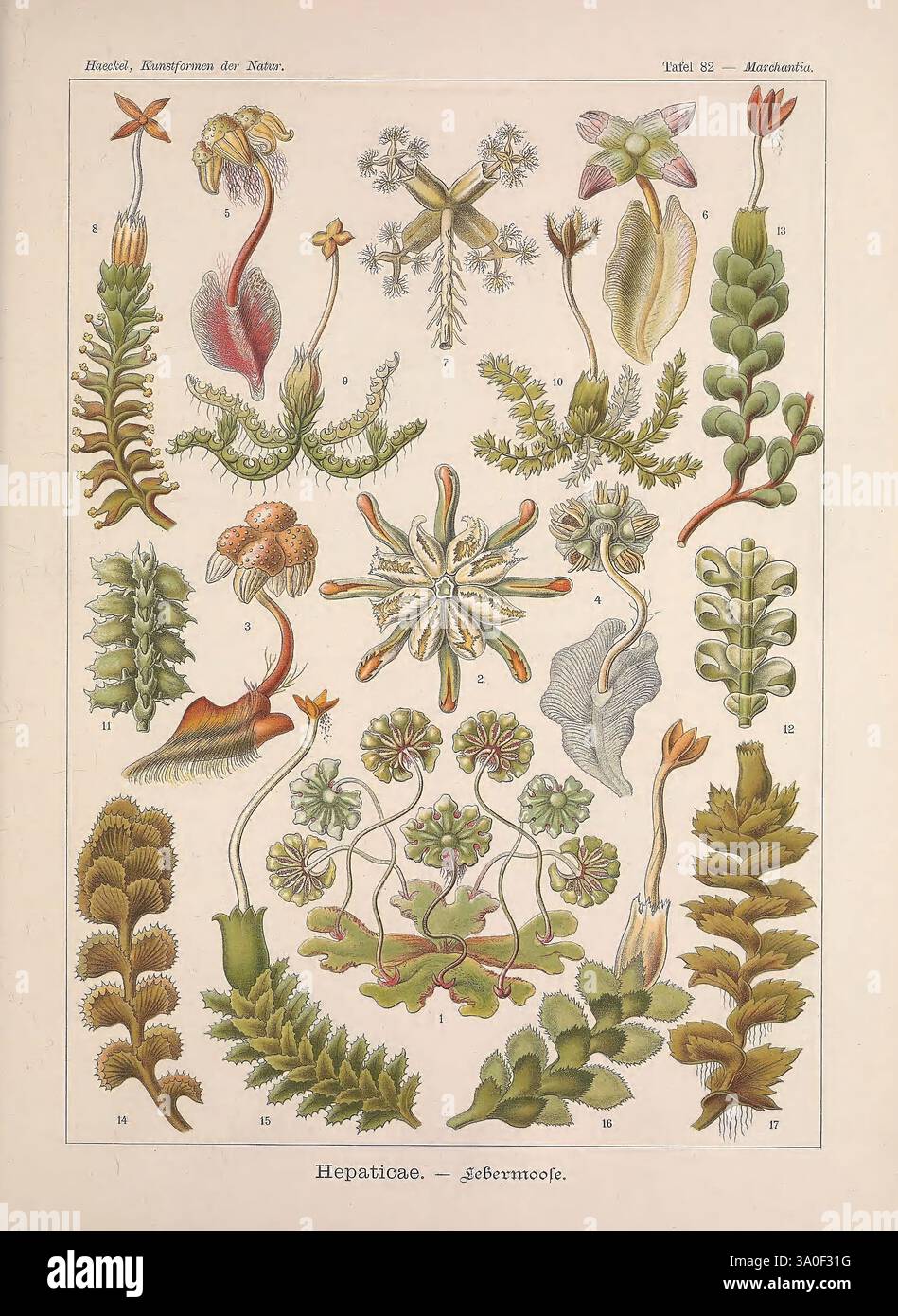 Composition showcases several distinct species hi-res stock photography ...