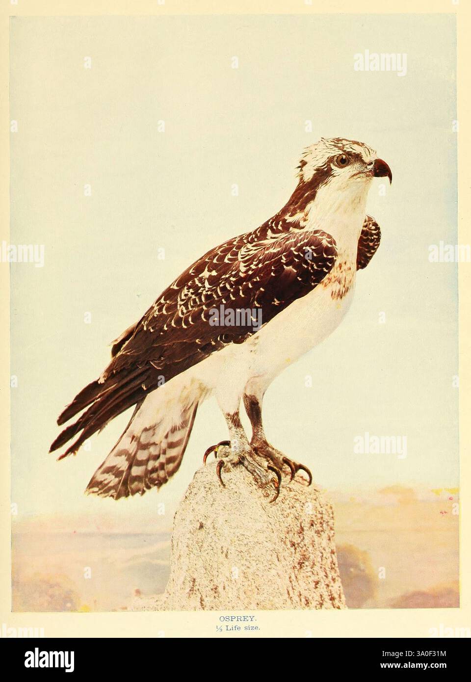 Ospreys impressive silhouette hi-res stock photography and images - Alamy