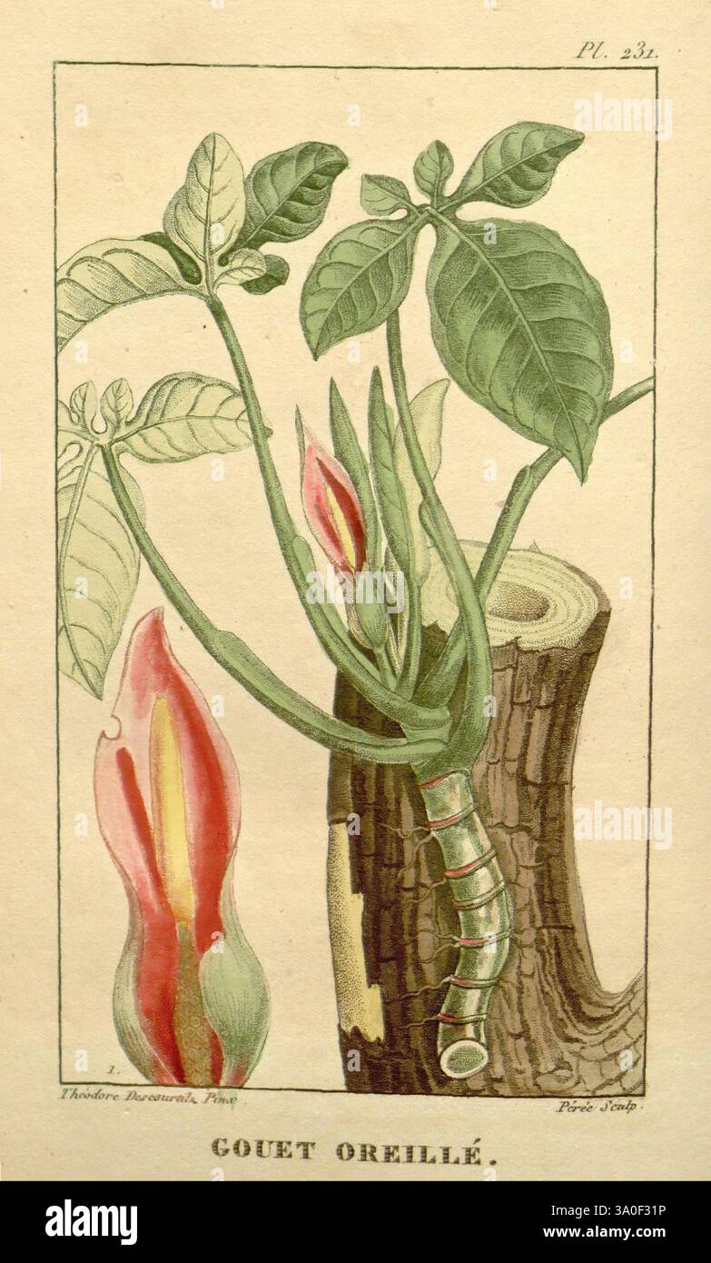 Flore médicale des Antilles, ou, Traité des plantes usuelles, Paris ...