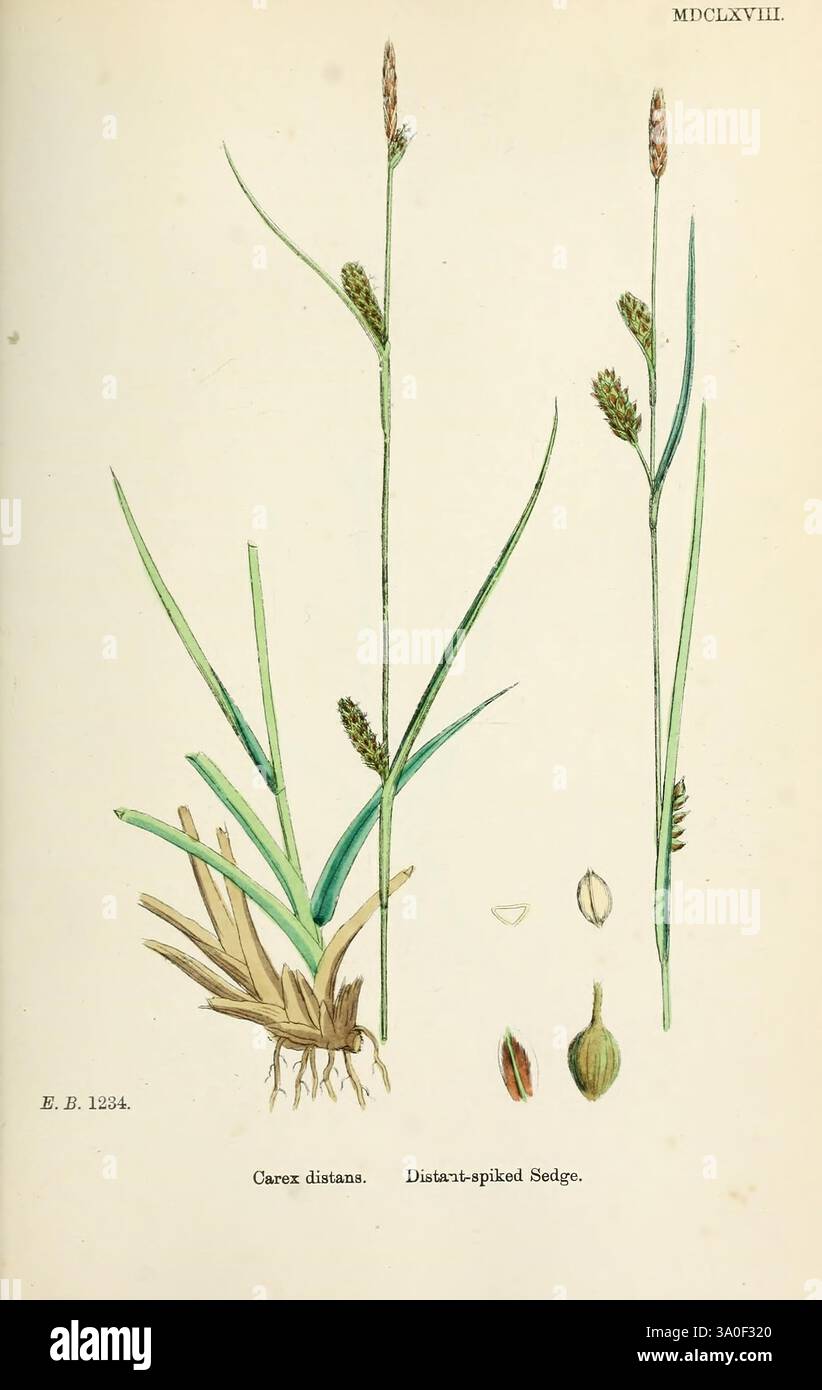 Distal spiked sedge hi-res stock photography and images - Alamy