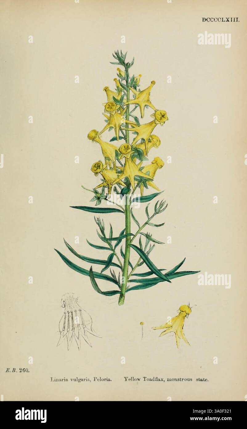 Botanical depiction of linaria vulgaris hi-res stock photography and ...