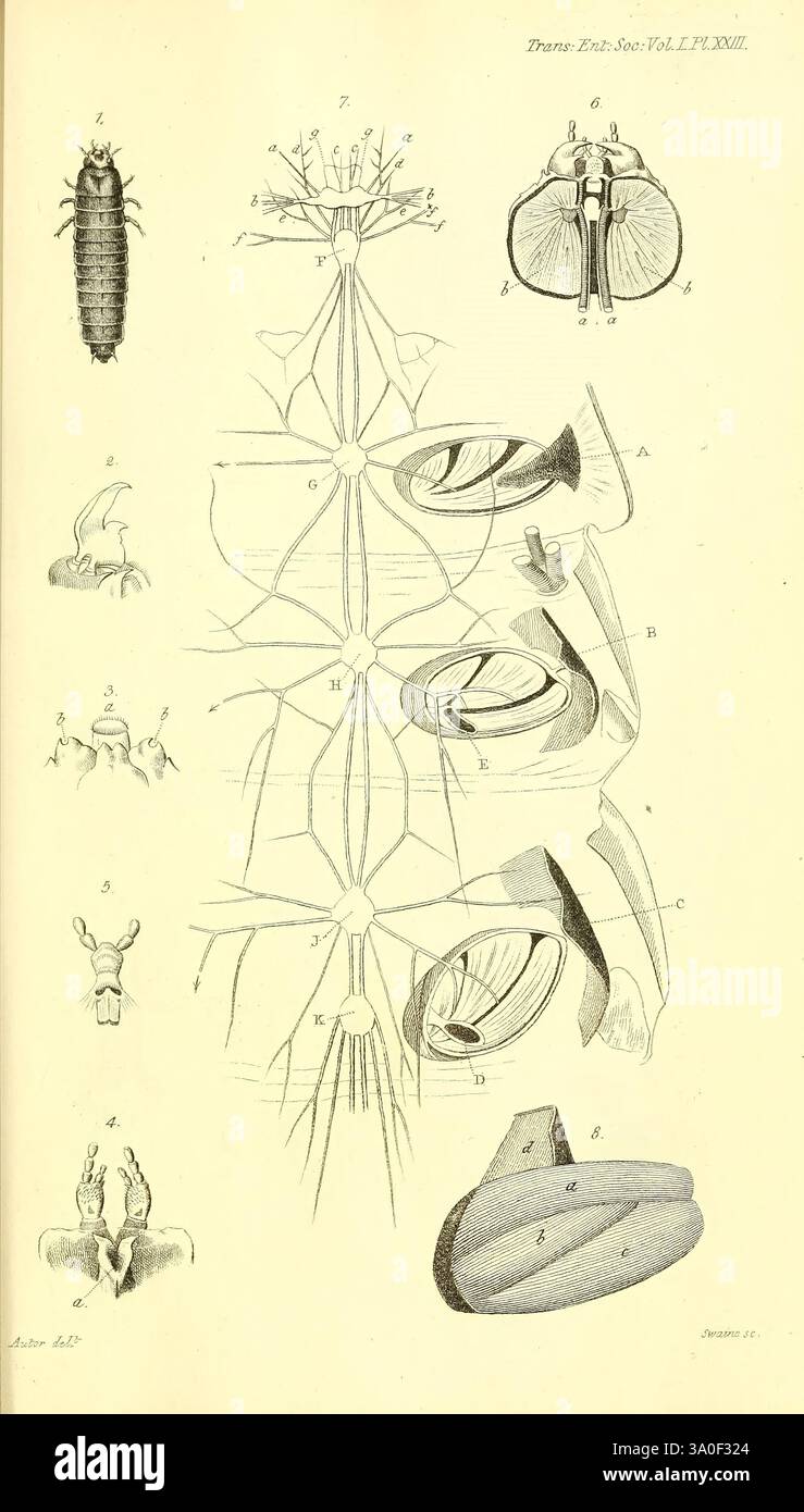 Body outlines of different fish species hi-res stock photography and ...