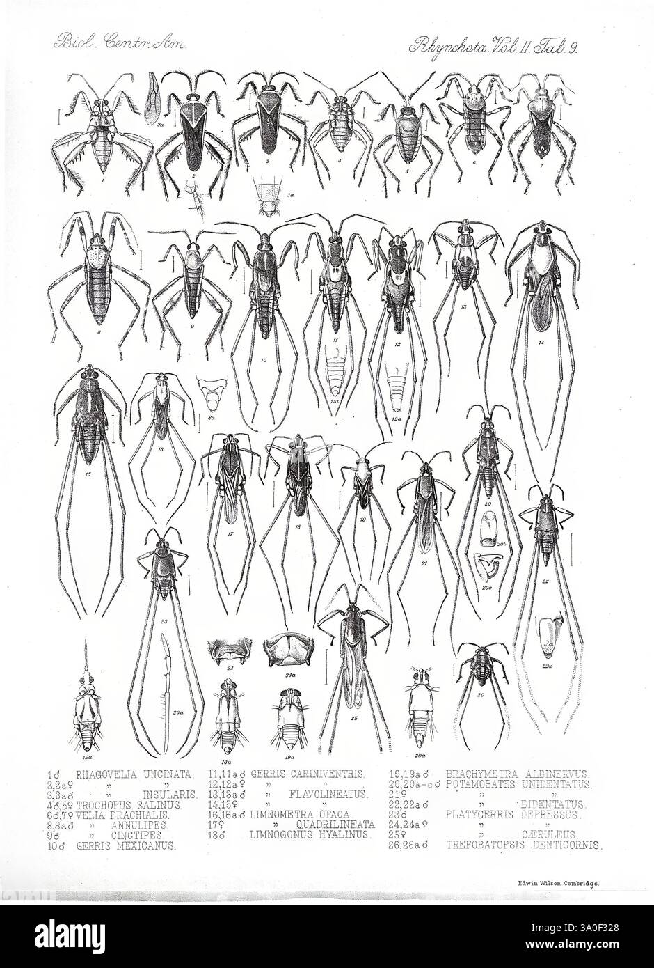 Different types of flies Cut Out Stock Images & Pictures - Alamy