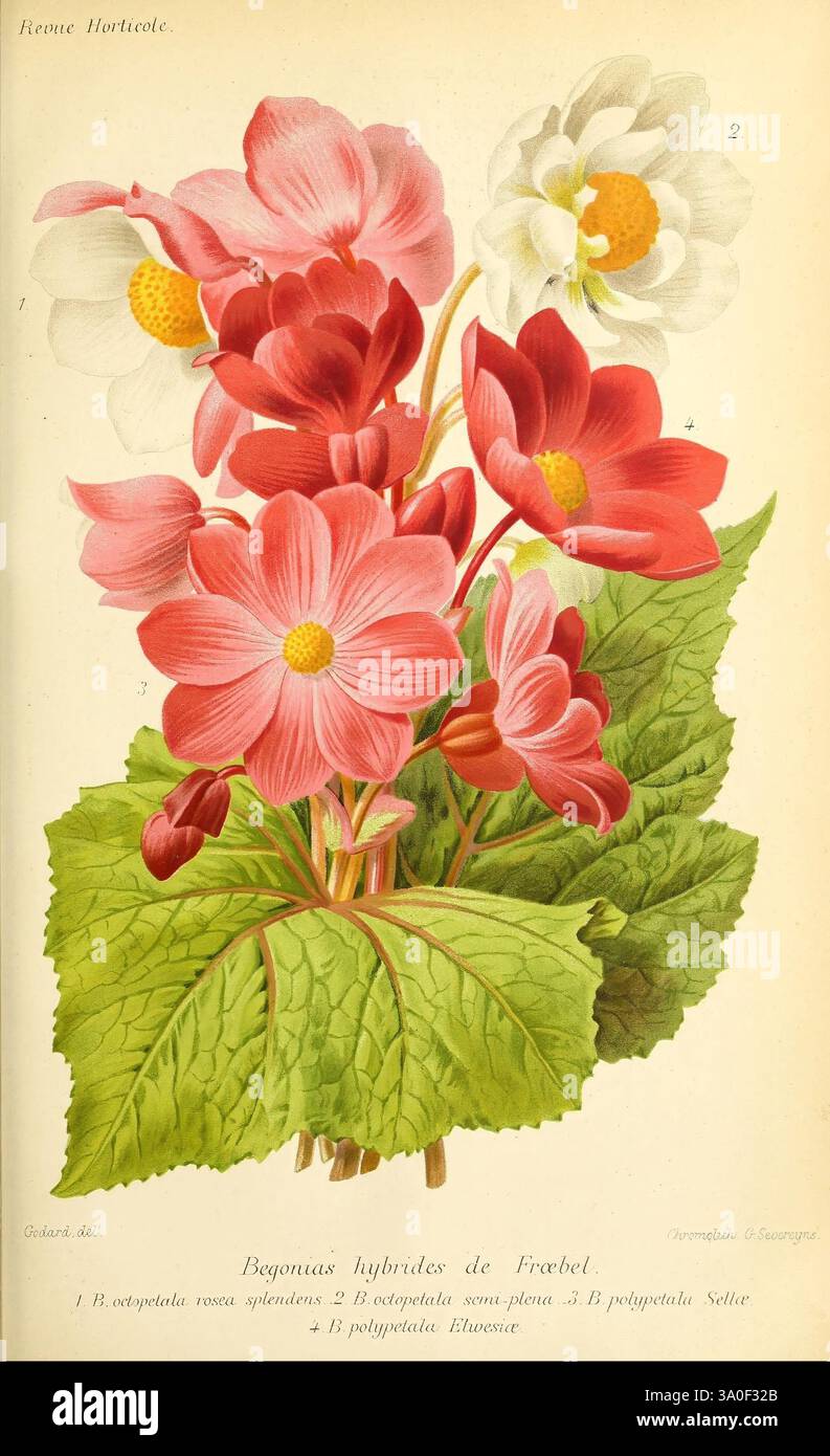 Stunning arrangement of begonia flowers showcases hi-res stock ...