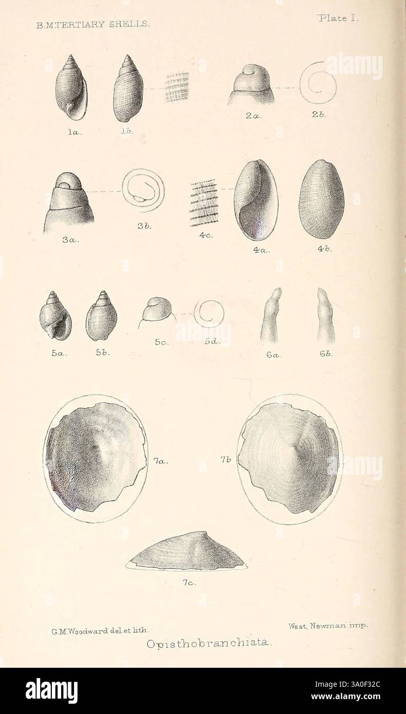 Catalogue of Tertiary Mollusca in the Department of Geology, British ...
