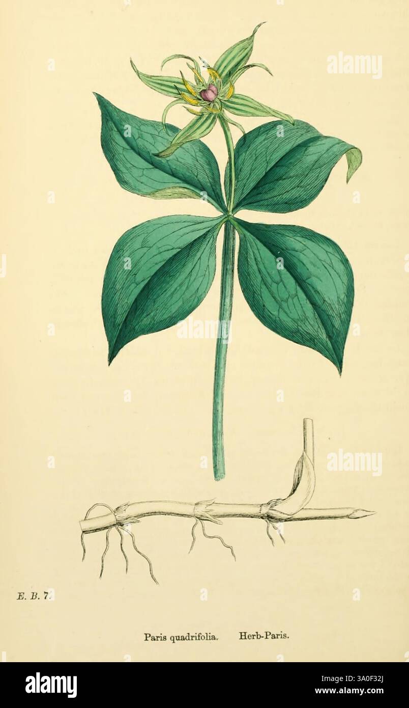 English botany or Coloured figures of British plants London R ...