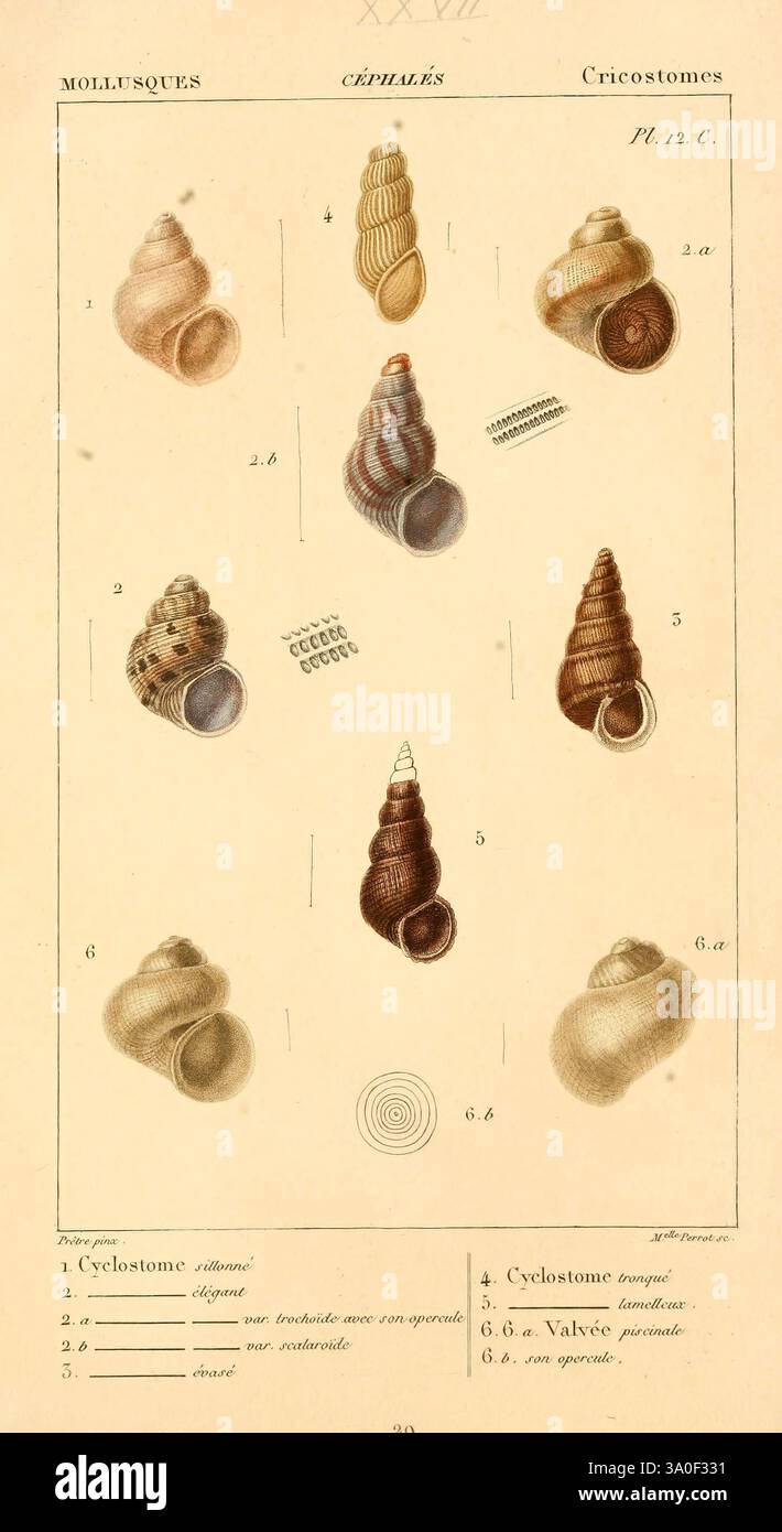 Diverse morphology of marine life hi-res stock photography and images ...