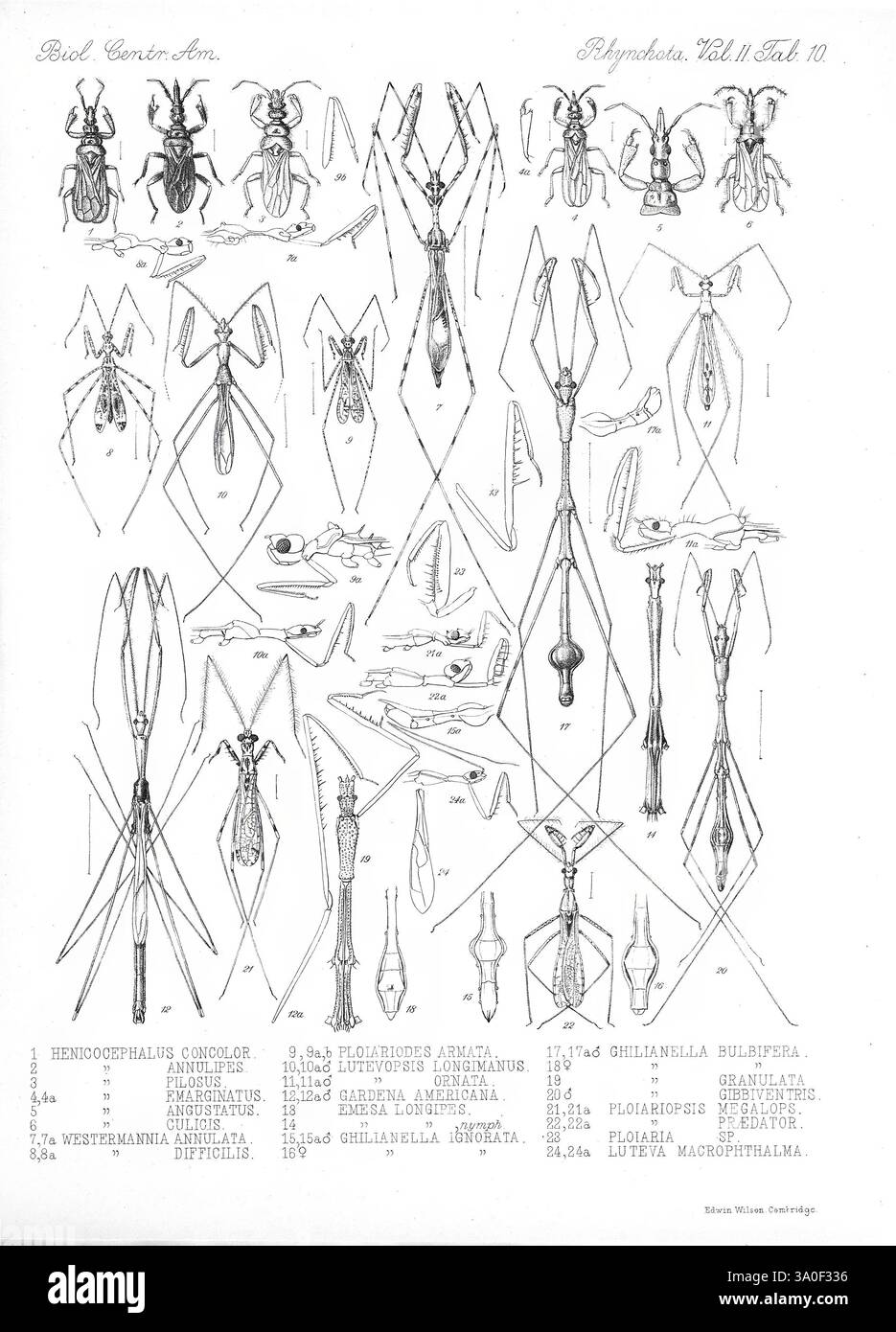 Detailed compilation of various insect species hi-res stock photography ...