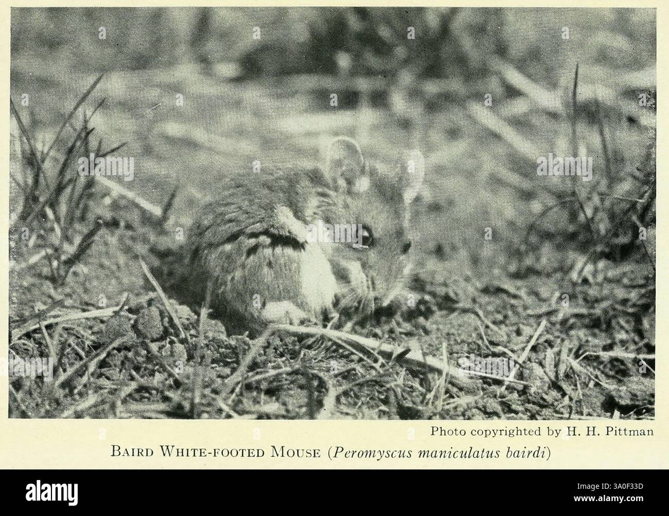 Small bairds white footed mouse hi-res stock photography and images - Alamy