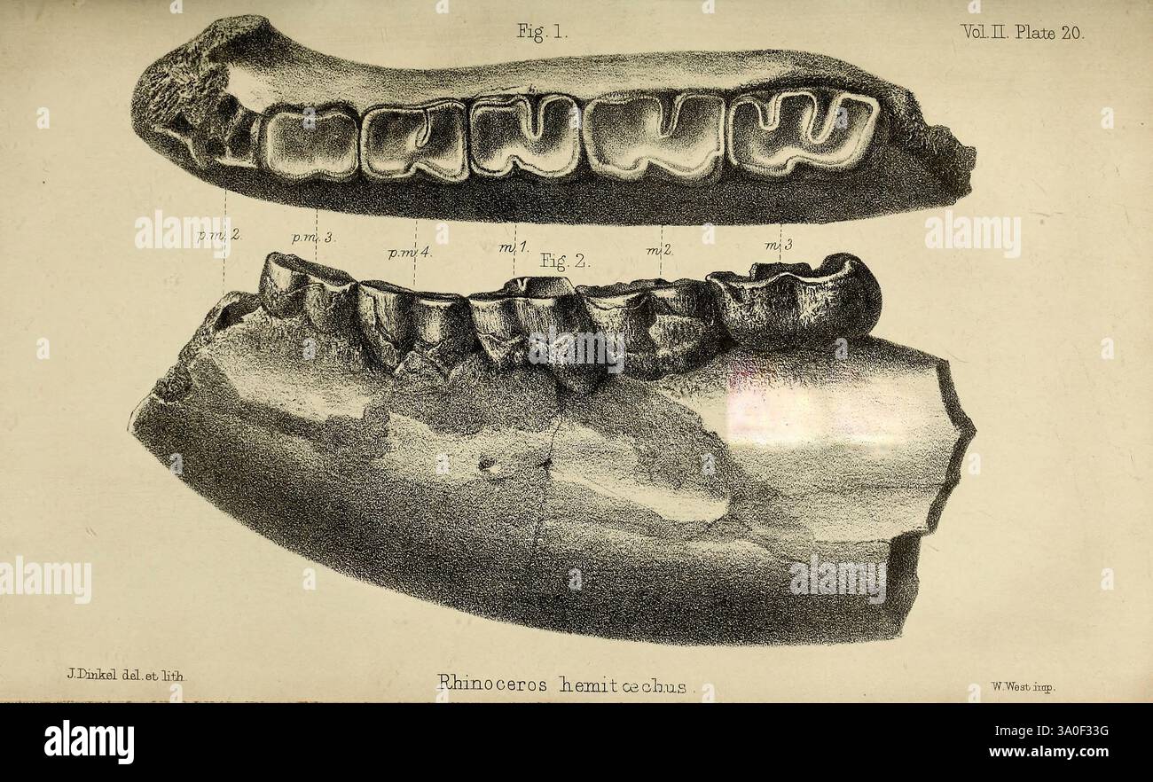 Distinctive molars hi-res stock photography and images - Alamy