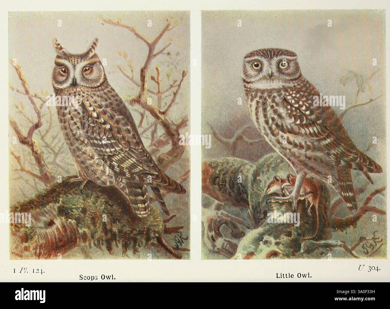 Illustration features two distinct species of owls hi-res stock ...