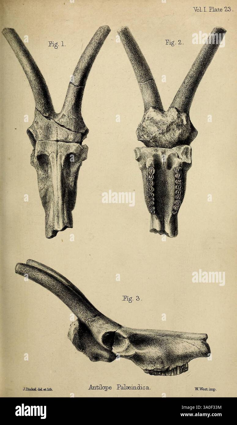 Curved horns characteristic of antelopes hi-res stock photography and ...