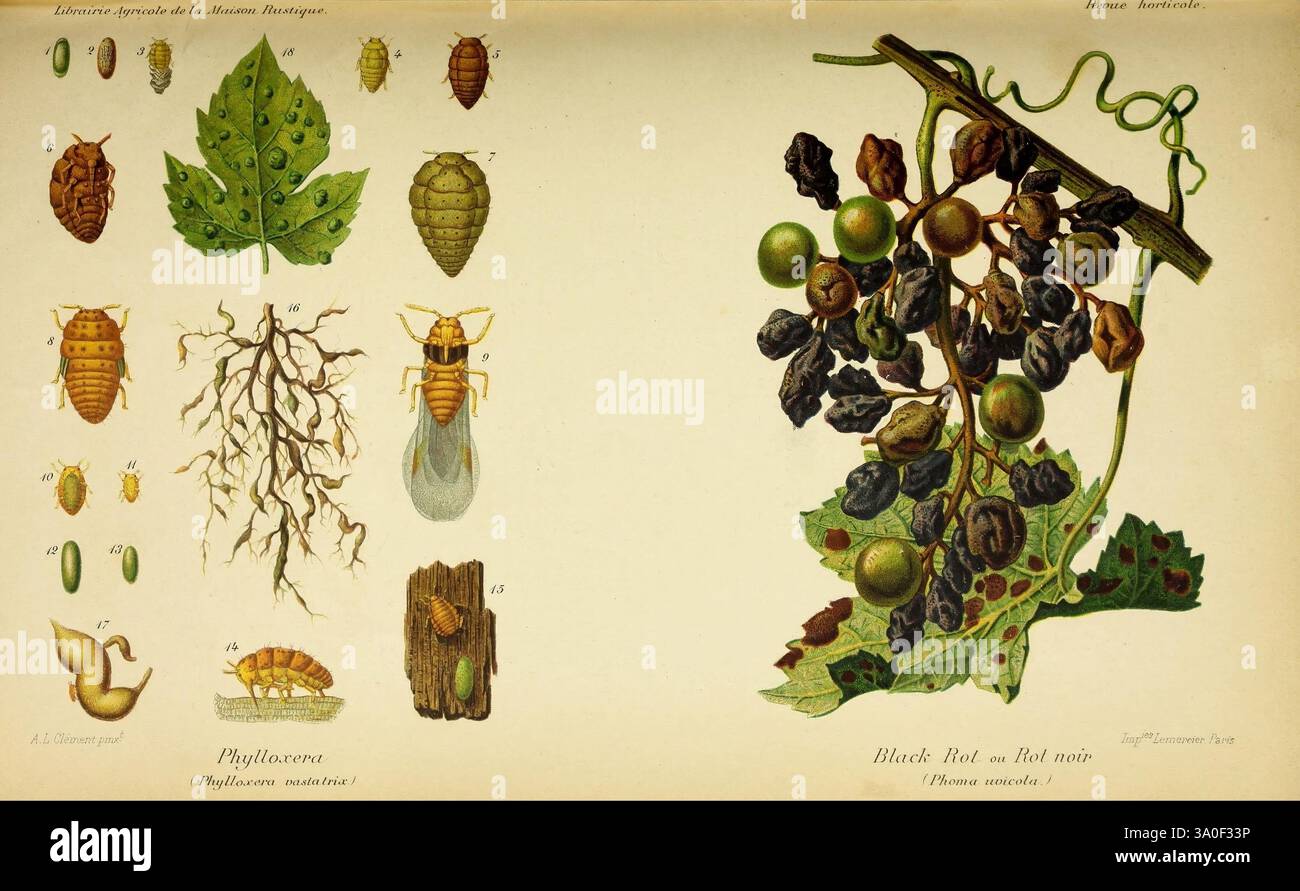 Showcasing clusters of green fruits hi-res stock photography and images ...