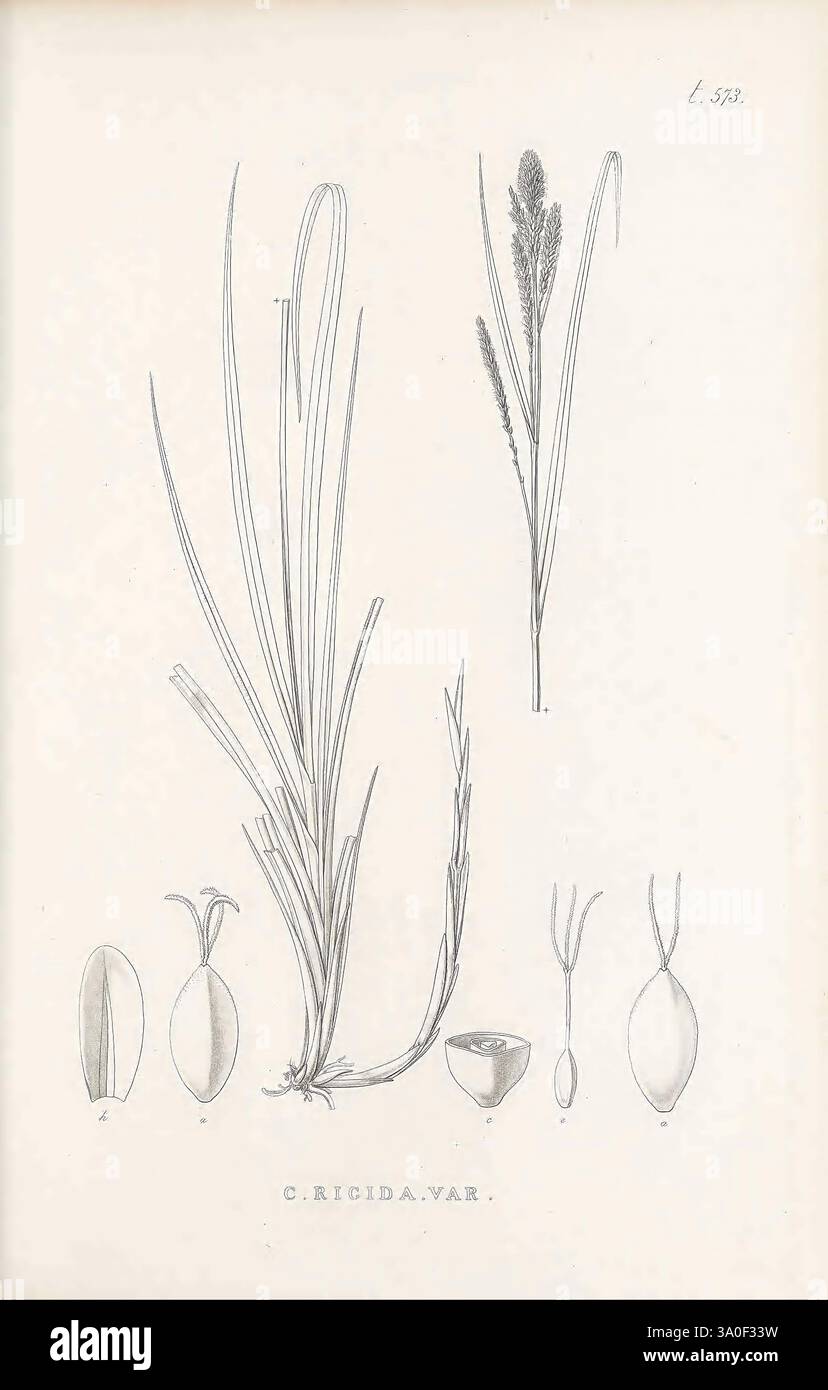 Illustrations of the genus Carex London, William Pamplin, 1858-1867 ...