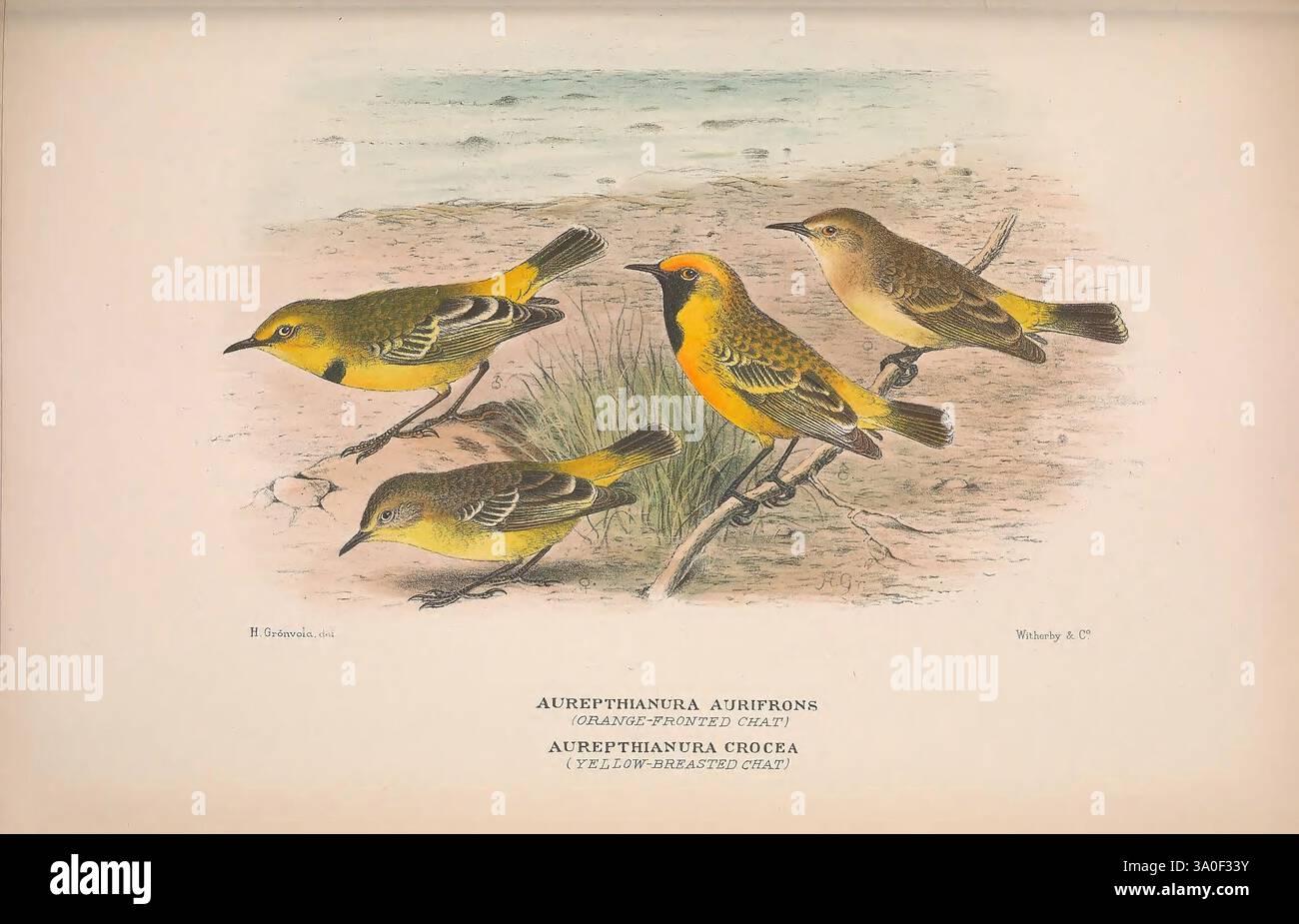 The Birds of Australia London, Witherby & Co, 1910-1927 Australia ...