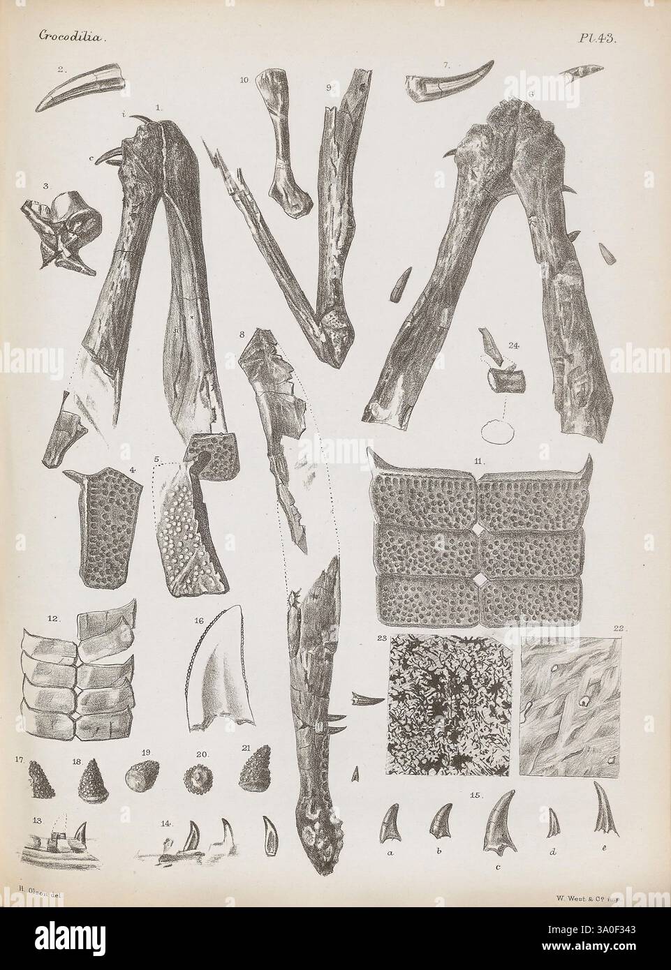 A history of British fossil reptiles, London, Cassell & Company Limited ...