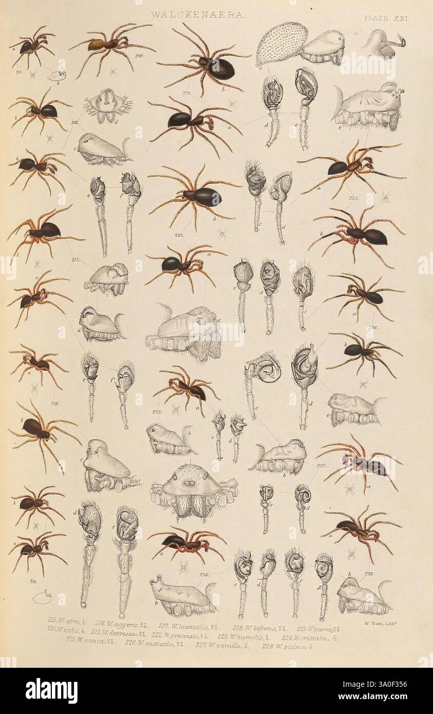 Several detailed depictions of spiders hi-res stock photography and ...