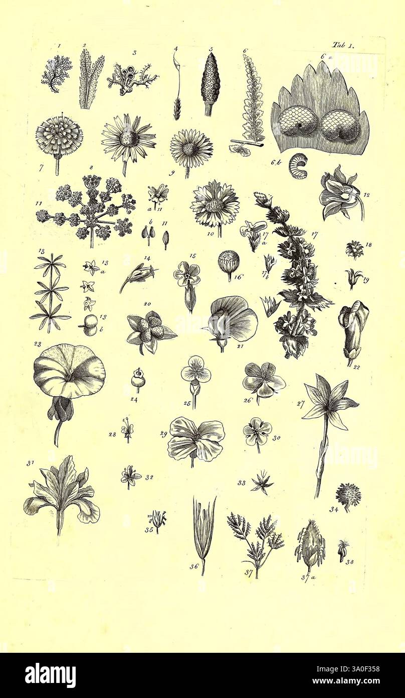 Jacobi Petiveri Opera, historiam naturalem spectantia 1767 natural ...