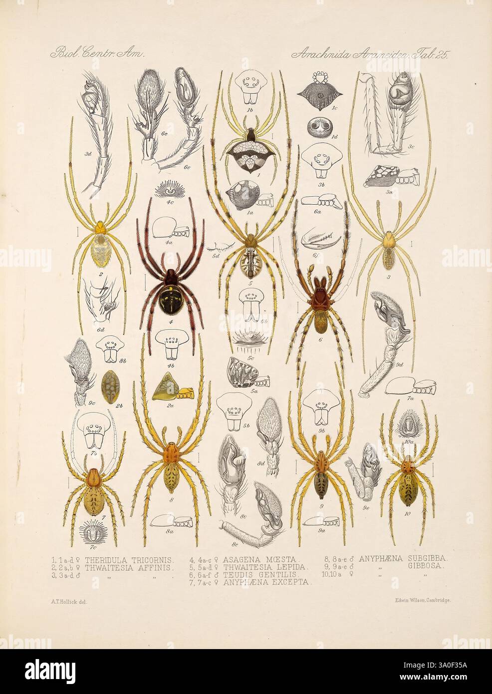 Different types of spiders hi-res stock photography and images - Alamy