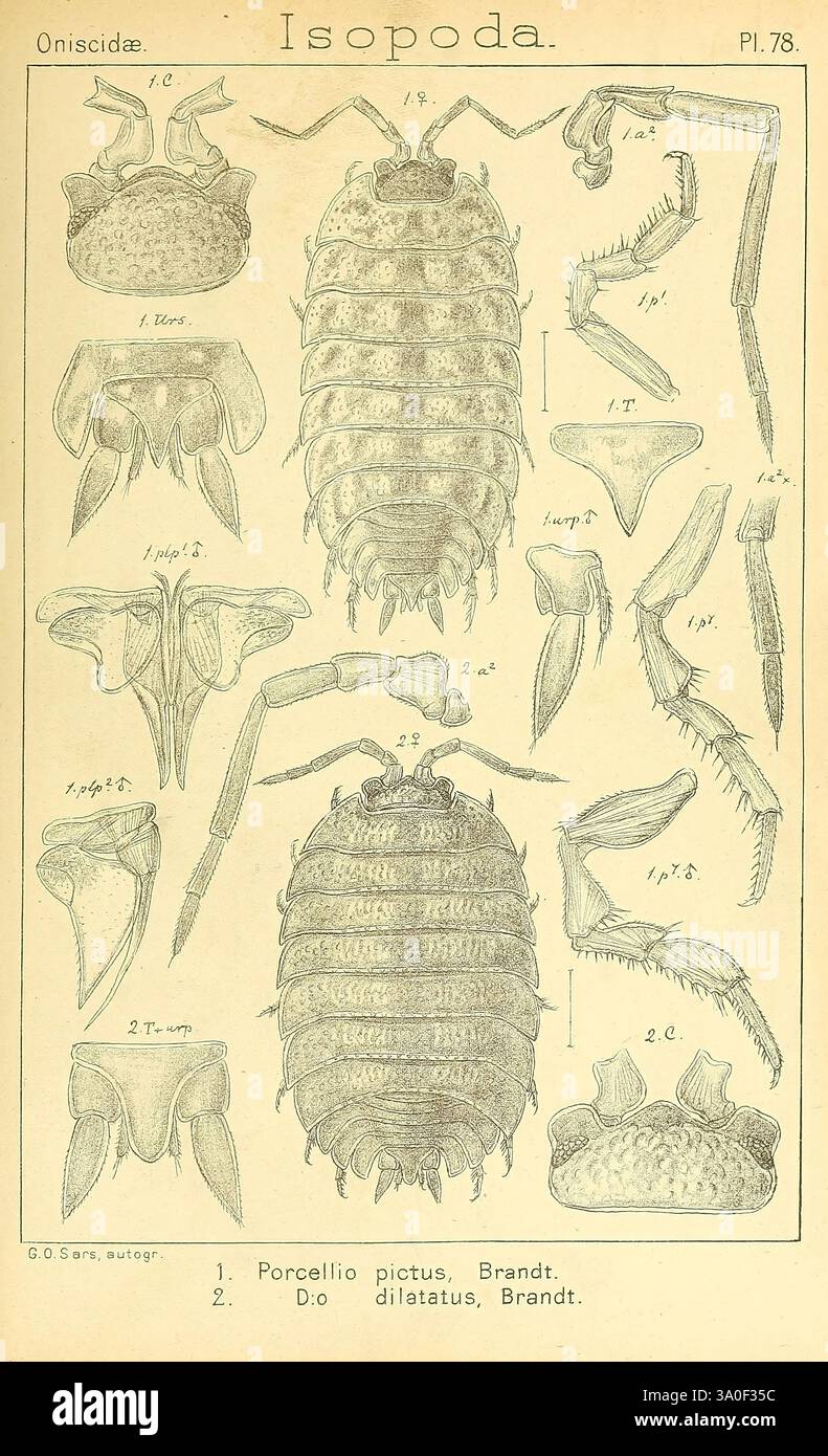 Broader classification of isopods hi-res stock photography and images ...