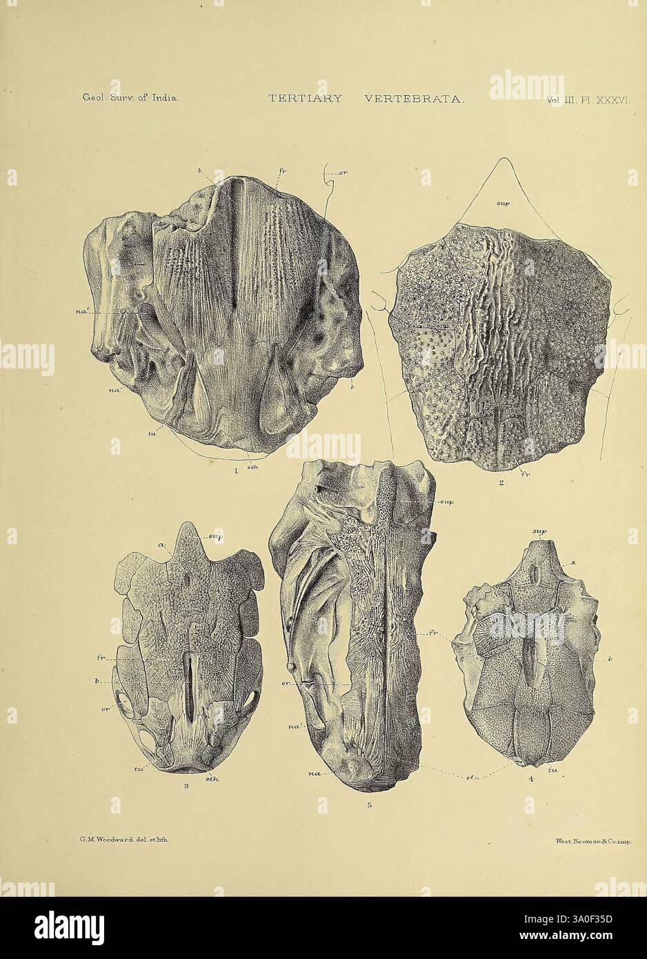 Indian Tertiary and post-Tertiary Vertebrata, Calcutta, Geological ...