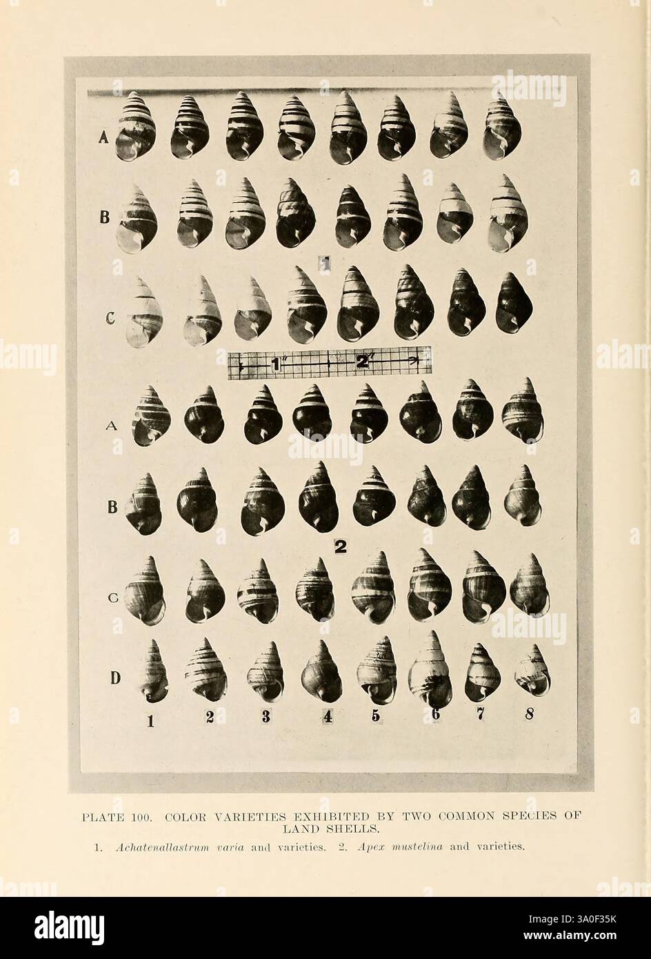 Grid of various shell specimens hi-res stock photography and images - Alamy