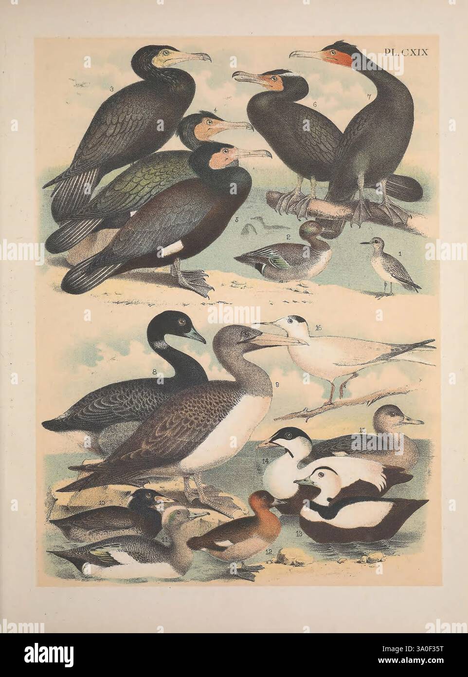 Diverse array of waterfowl hi-res stock photography and images - Alamy