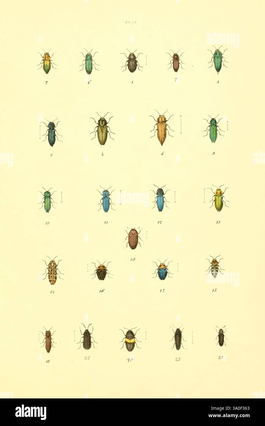 Musée entomologique illustré t.1 Paris, Rothschild, 1876-1878, beetles ...